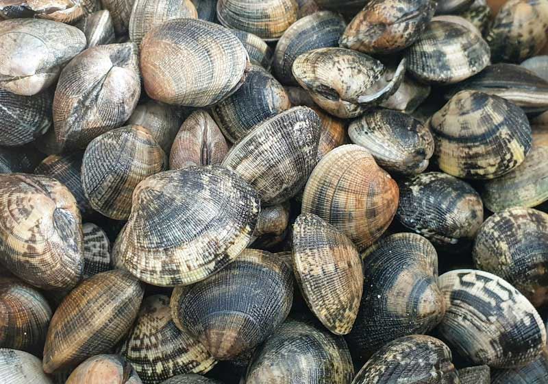 Shells of Change: The Quiet Sustainability of Pacific Island Shellfish ...